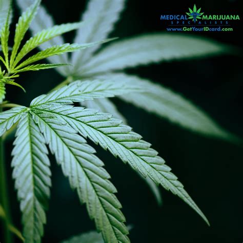 Thc A Psychoactive Cannabinoid That Boosts Mental Health Medical