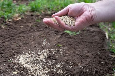 The Ultimate Guide To Overseeding Your Lawn Tend
