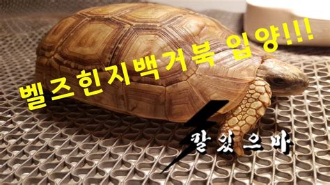 벨즈힌지백 육지거북 입양 [옥탑방거북이] Youtube