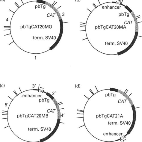 Schematic Representatlon Of The Dna Constructs Download Scientific