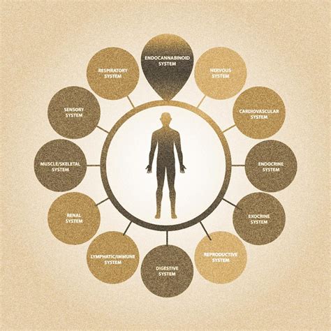 The Endocannabinoid System Taste Of Cannabis