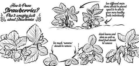 How To Prune Begonia The Best Guide Go Grow Garden