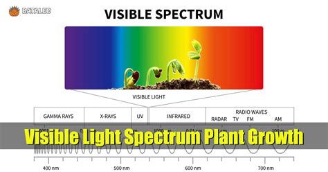 Unlocking The Visible Light Spectrum Maximizing Plant Growth