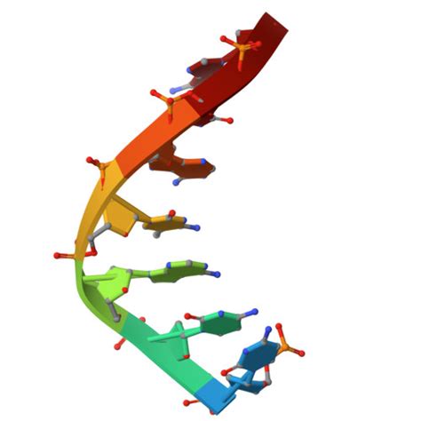 Rcsb Pdb 7sdu Iuagmc Metal Mediated Dna Base Pair In A Self