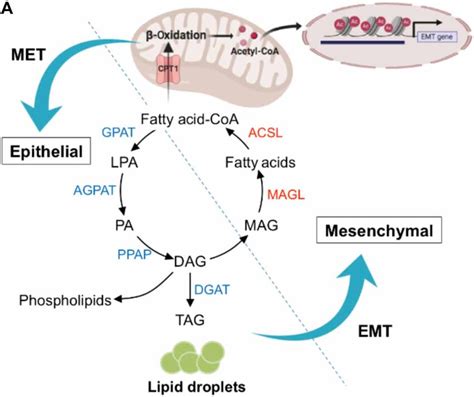 Rewiring Of Fatty Acid Metabolism Supports Cell State Transitions A
