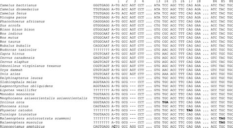A Part Of The Nucleotide Sequence Alignment Of S100a3 Genes In