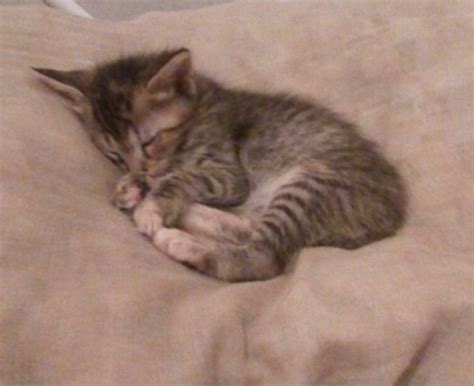 Adoptándonos Gatitas De Todos Los Colores En Adopción Muy Responsable