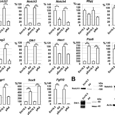 Differential Gene Expression Between The Embryonic And Adult Lacrimal