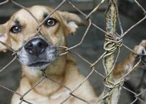 ¿qué Hace Falta Para Erradicar El Maltrato Animal En Venezuela