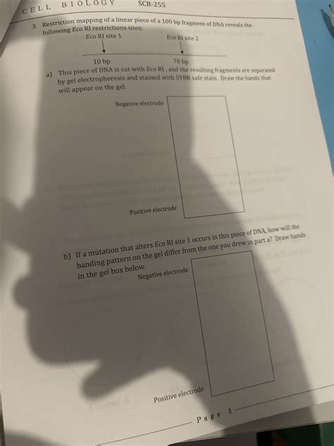 Solved Restriction Mapping Of A Linear Piece Of A 100 Bp Chegg Com