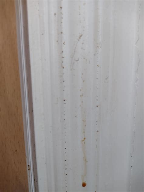 Are These Bed Bug Droppings Rbedbugs