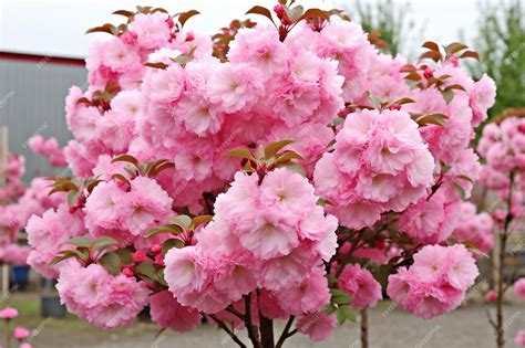 Premium Ai Image Flowering Cherry Angiosperm Tree