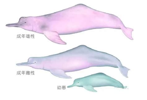 体形最大的淡水豚来自亚马逊 百科TA说