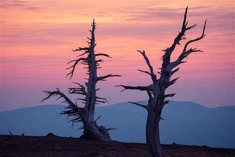 Dead Tree Png Forest PNG Transparent Image And Clipart For Free Download