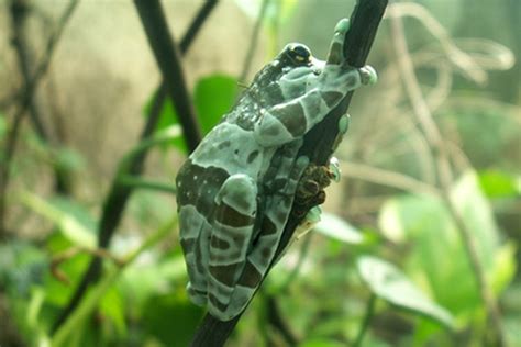 Tipos De Ranas De La Selva Tropical Muy Fitness
