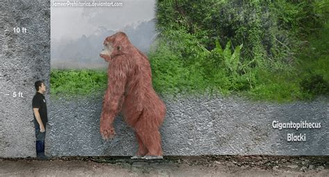 Gigantopithecus The Largest Primate To Have Ever Lived Compared To A
