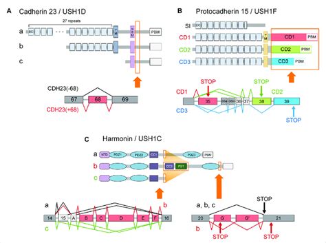 Usher Gene Splice Variants The Major Classes Of Usher Protein Isoforms