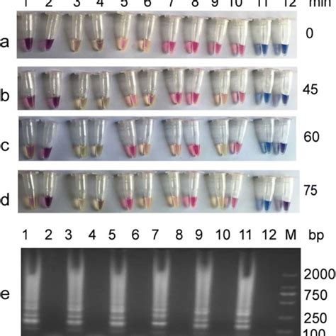 Visual Optimization Of Ph Sensitive Dyes At Different Amplification Download Scientific Diagram