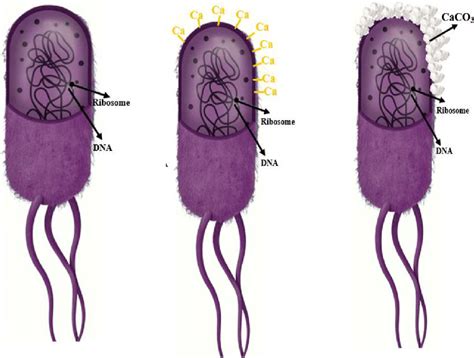 Calcium Carbonate Formation In The Bacillus Subtilis Cell Wall [adapted