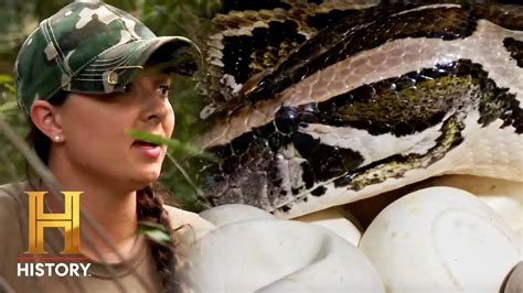 Huge Pythons In Their Backyard Swamp People Serpent Invasion Season