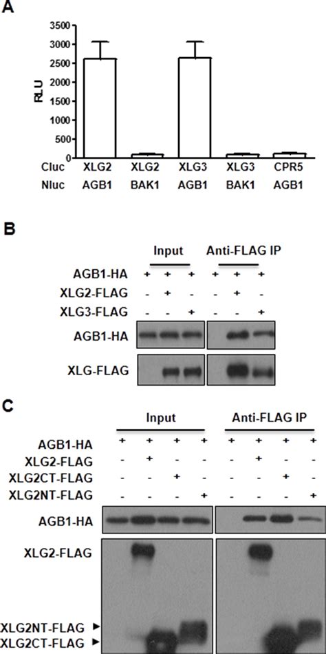 Arabidopsis Heterotrimeric G Proteins Regulate Immunity By Directly