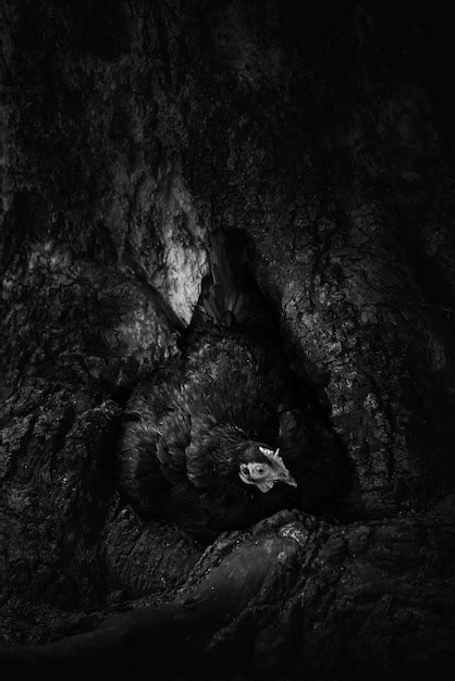 Premium Photo A Mother Hen Protects Her Chicks Under Her Wings