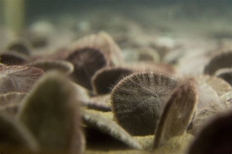 Introducing The Echinoderms And The Basics To Keeping Them In Aquariums Coralrealm