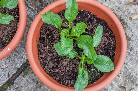 How To Grow Spinach In A Pot Beginners Guide Ispru