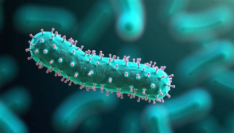 Understanding Chlamydia Chlamydia Trachomatis Masiseu