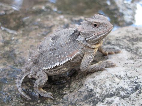 What Is A Horn Toad