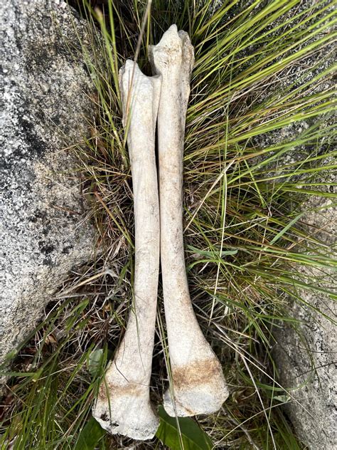 Ten Inch Bone Found In Maine Rwhatisthisbone
