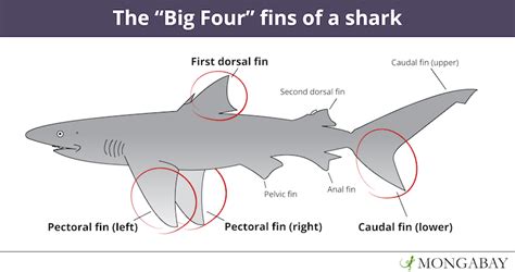 Shark Finning Diagram
