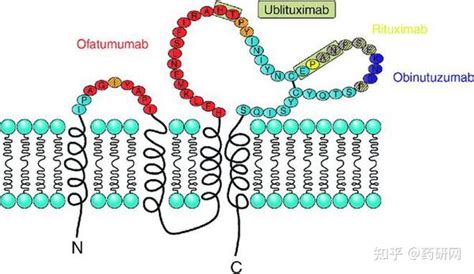 靶点常青树：cd20 知乎