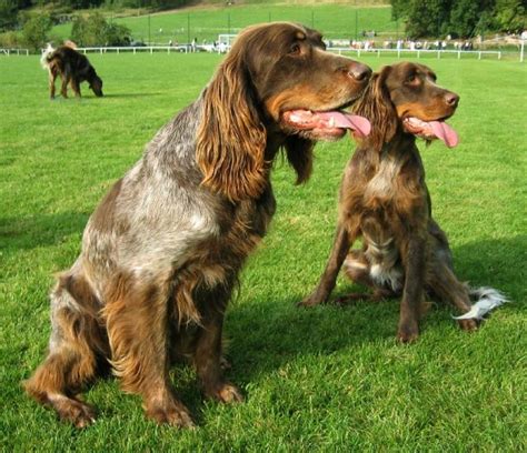 Picardy Spaniel Info Temperament Puppies Pictures
