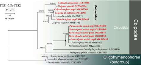 The Bayesian Inference BI Tree Based On The ITS15 8SITS2 Gene Of