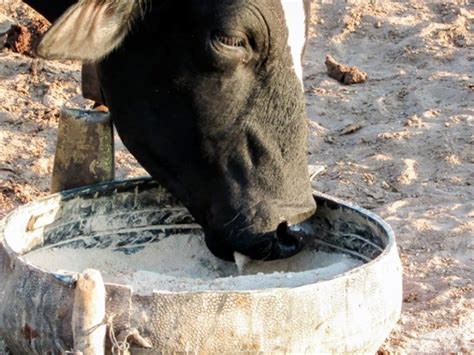 Qual A Diferença Entre Sal Mineral E Sal Comum Para O Gado Solo Fertil