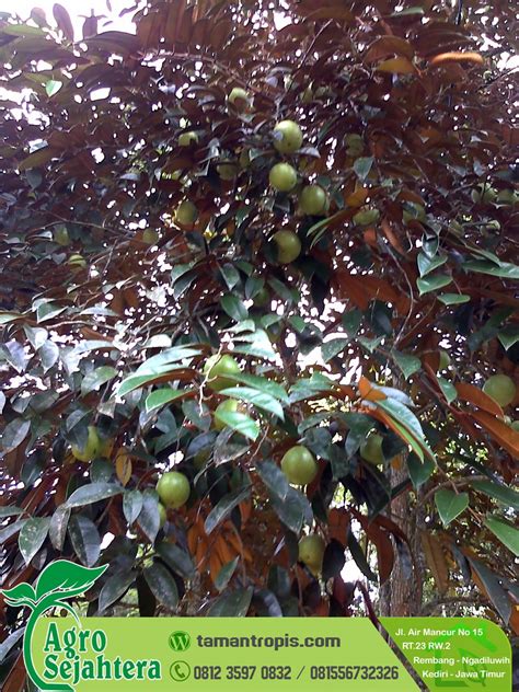 Jual Bibit Pohon Kenitu Tamantropis