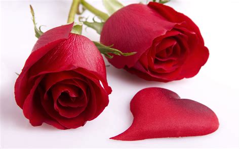 🔥 140 Red Roses Wallpapers Wallpapersafari