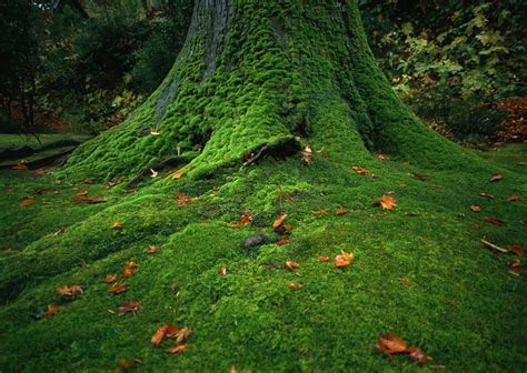 Db51388free Desktop Wallpapers Backgrounds 5 Beautiful Nature