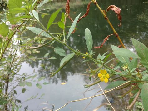 Maryland Biodiversity Project Angle Stemmed Primrose Willow Ludwigia