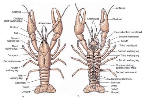 Crustacean Diagram Subphylum Crustacea