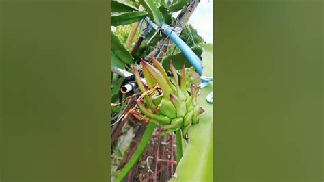 আমাদের ছাদবাগানের ছোট্ট একটা ড্রাগন ফল Garden Gardening Dragonfruit