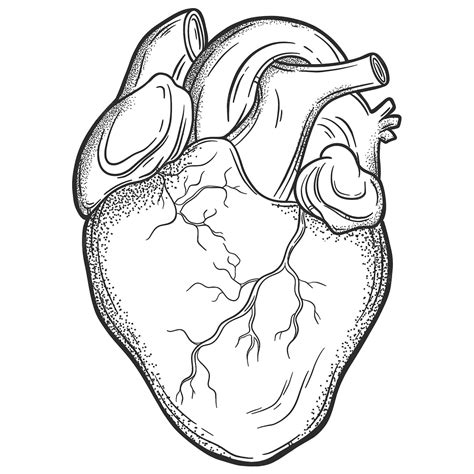 Coloriage coeur réaliste Dessin de Coeur à imprimer