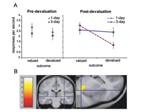 The Main Behavioral And Neuroimaging Results Reported By Tricomi Et Al Download Scientific