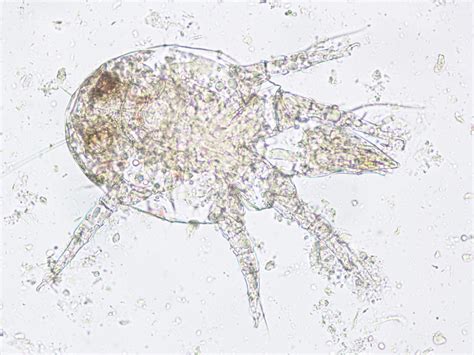 Creepy Dreadful Wonderful Parasites February 2016