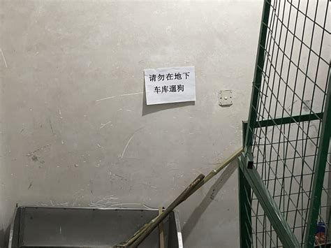 Davidphysicalsh On Twitter 刚才在车库，溜了一条骚狗🐶，屁股撅着等着操，