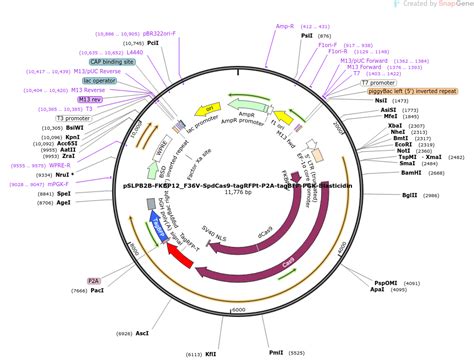 Addgene Pslpb2b Fkbp12 F36v Spdcas9 Tagrfpt P2a Tagbfp Pgk Blasticidin