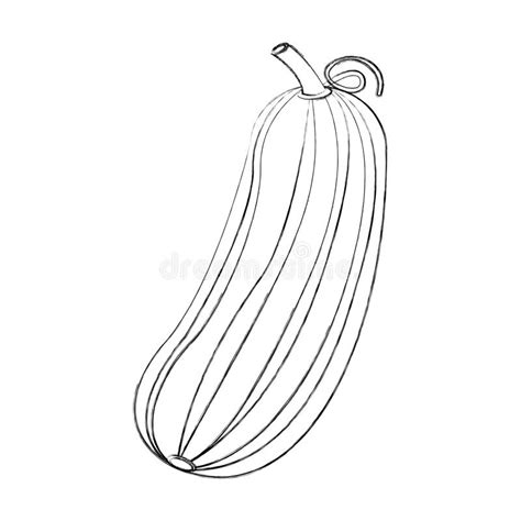 Cucumber Fresh Vegetable Icon Stock Vector Illustration Of Cucumber