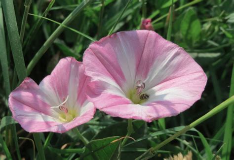 All About Bindweed Dyck Arboretum