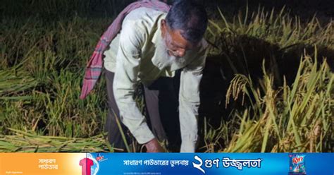 গরমে রাতে ধান কাটছেন কৃষক